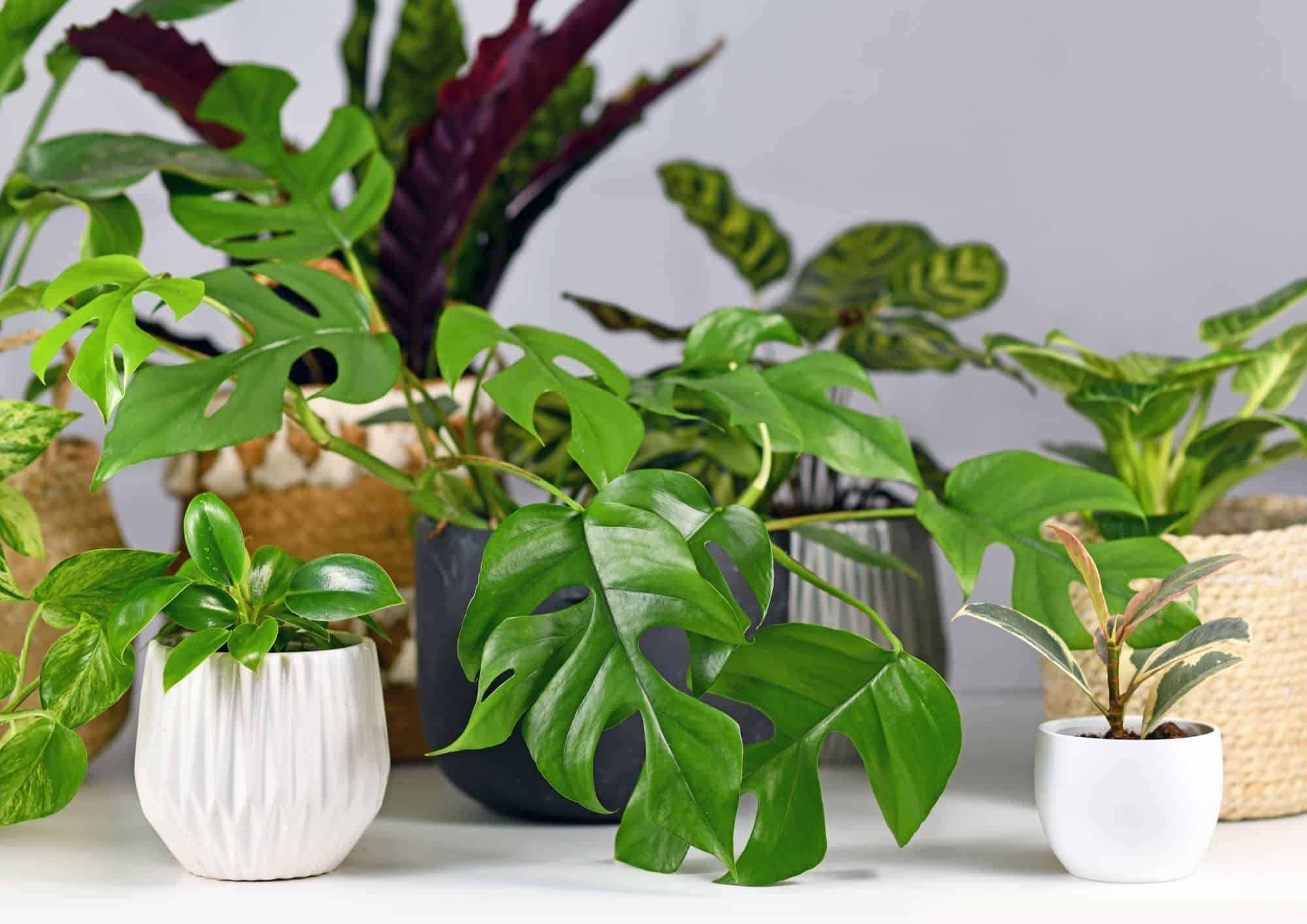 Things to consider before relocating your Pot Plants NZ